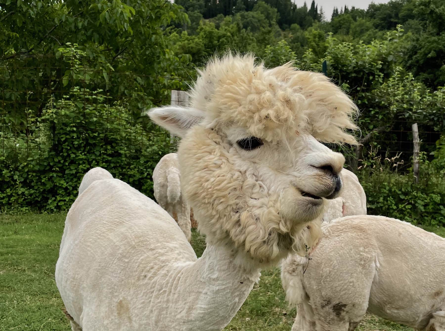 Alpacas na Toscana - BRASIL NA ITALIA